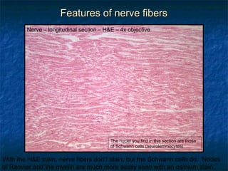 Histology: Nerves | PPT