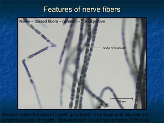 Teased Myelinated Nerve Fiber Slide