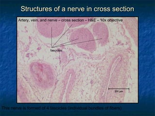Nerve Cross Section Slide