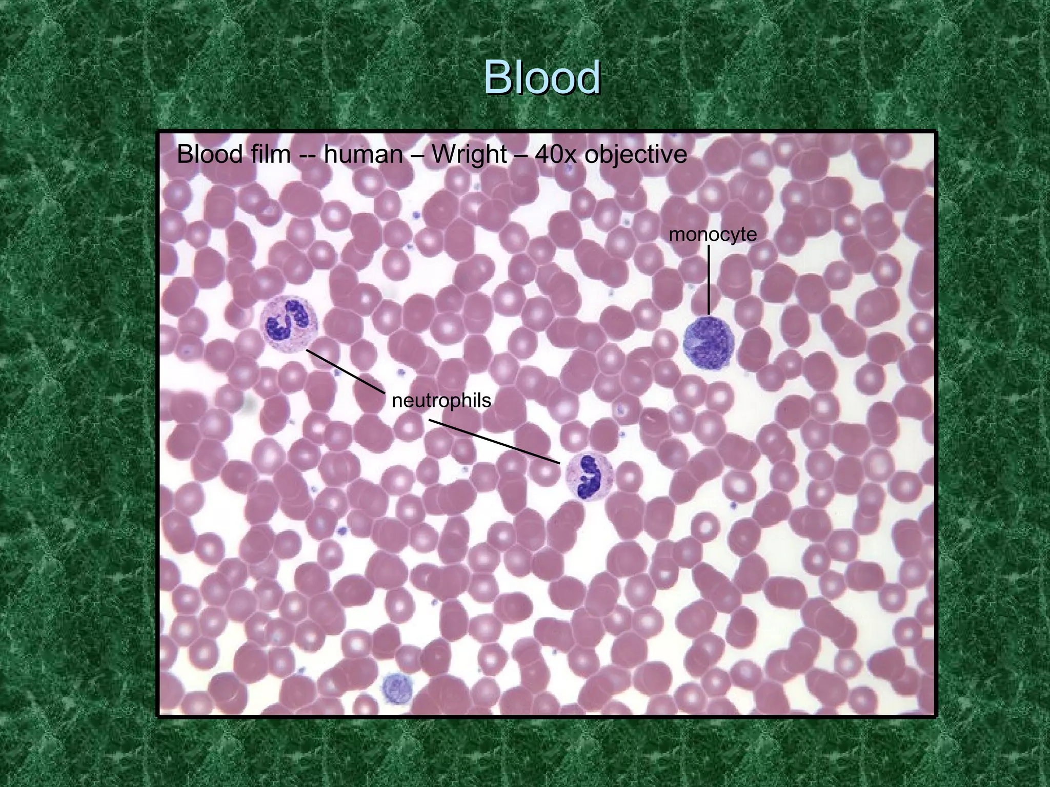 Histology: Blood | PPT