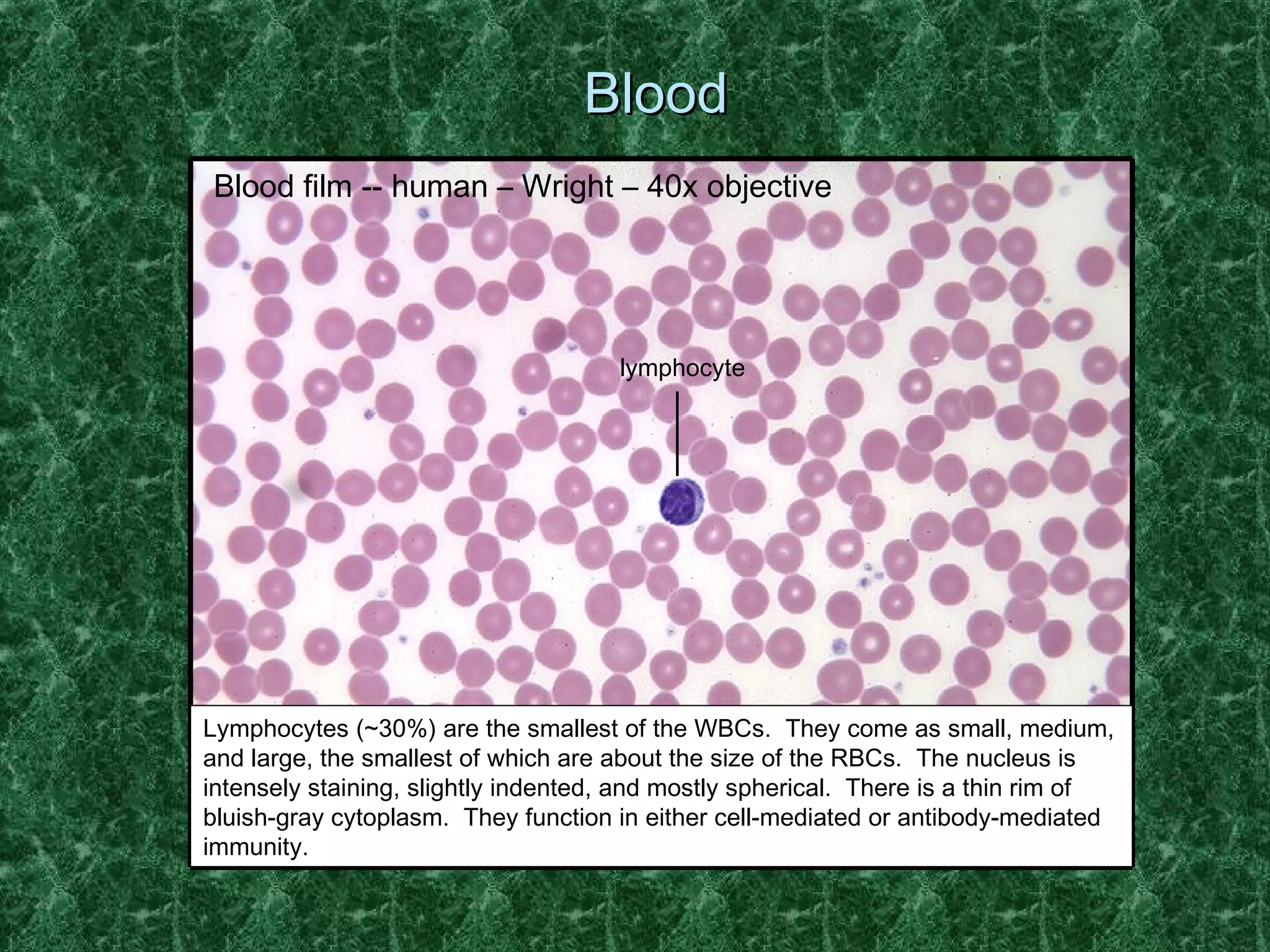 Histology: Blood | PPT
