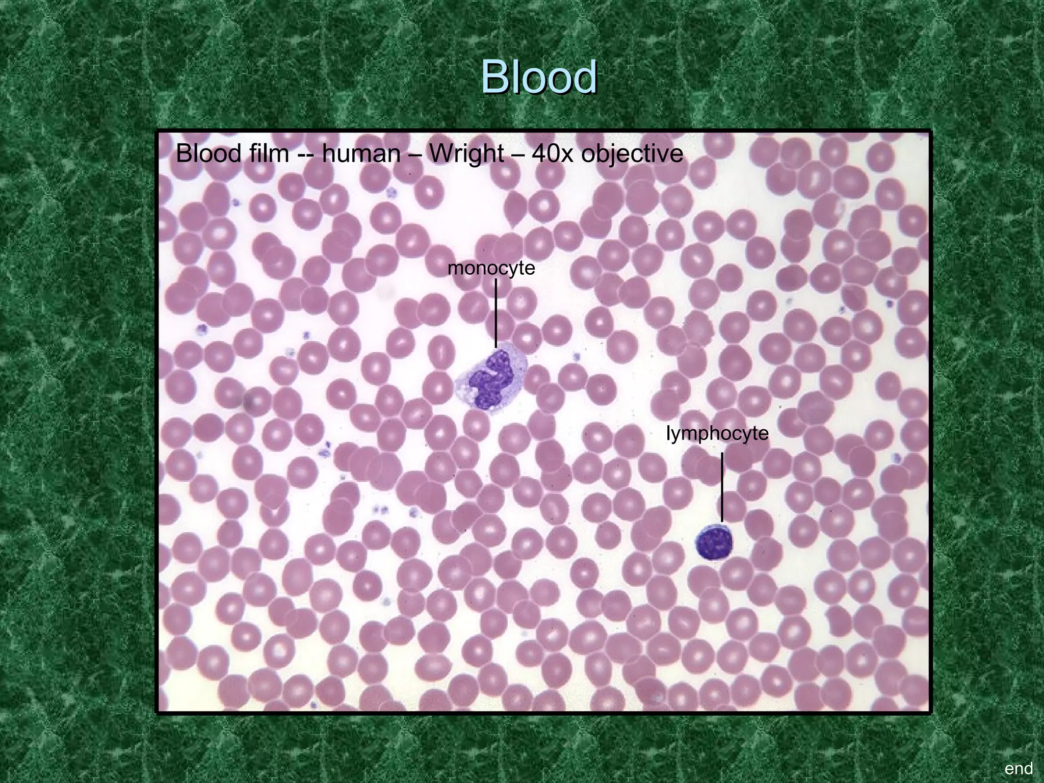 Histology: Blood | PPT