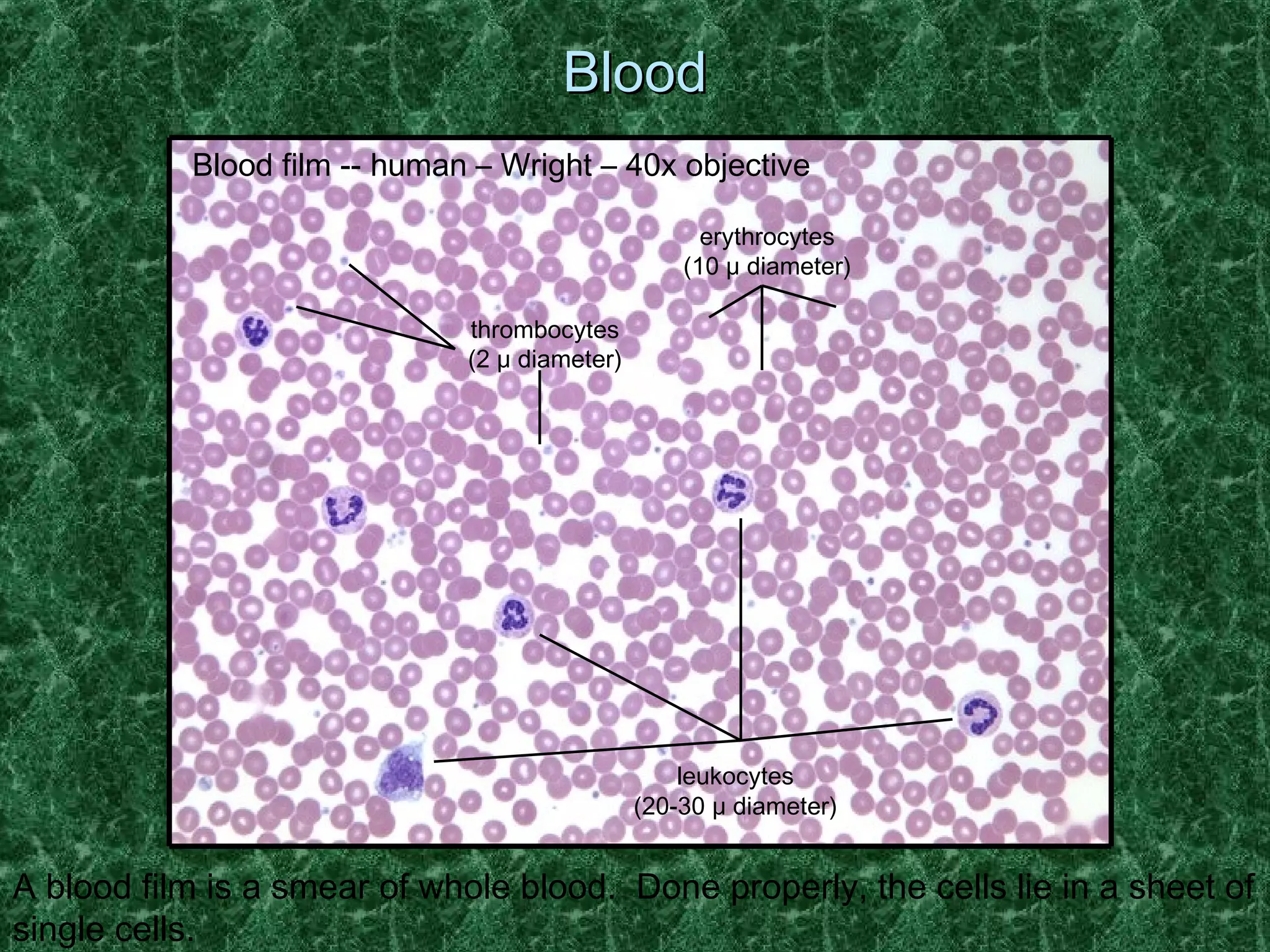 Histology: Blood | PPT
