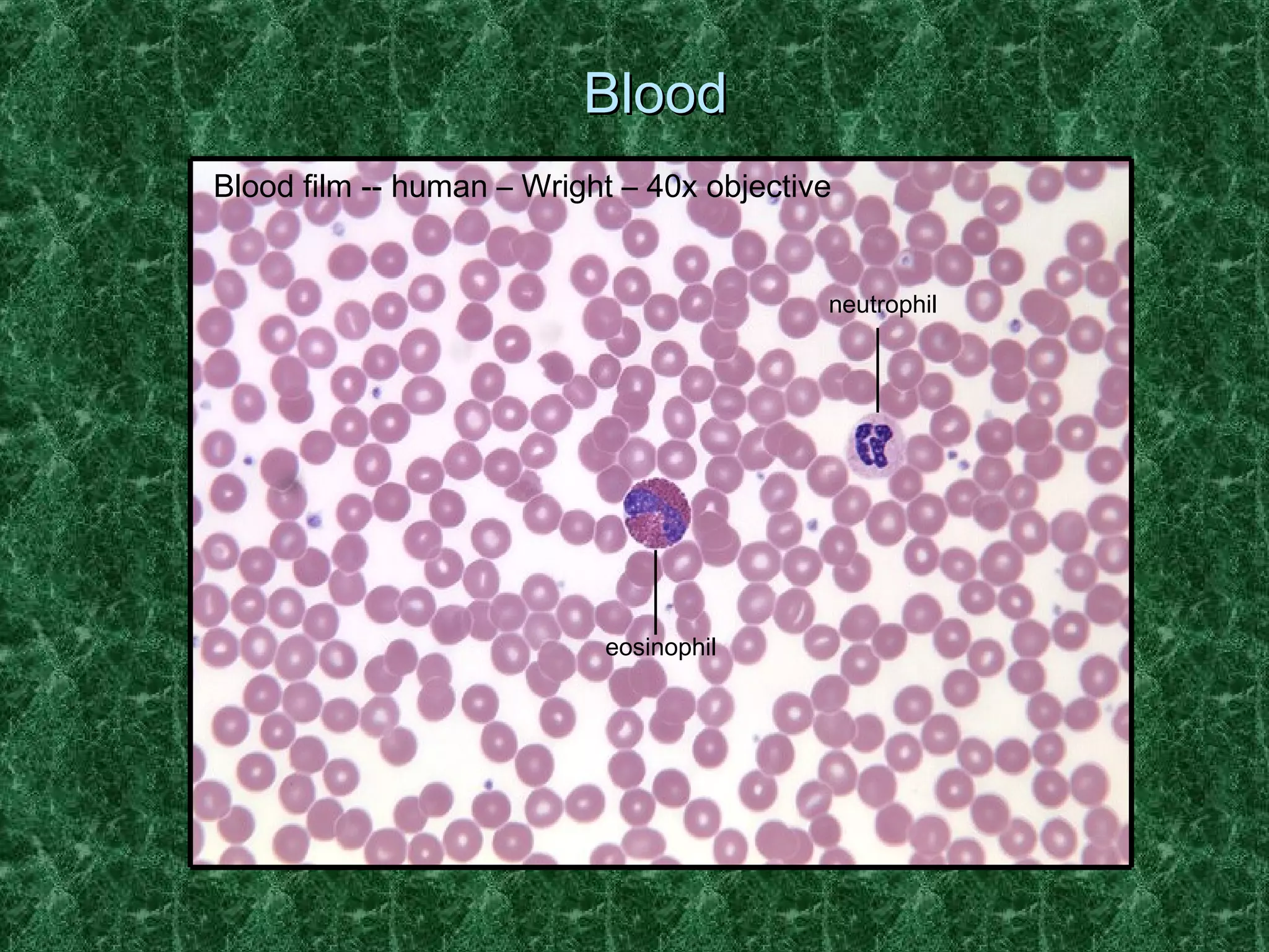 Histology: Blood | PPT