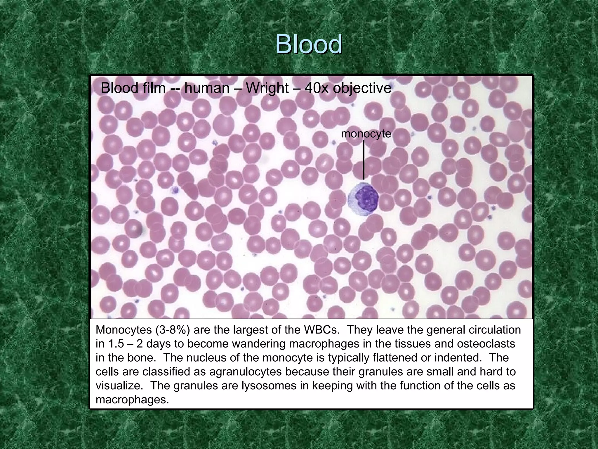 Histology: Blood | PPT