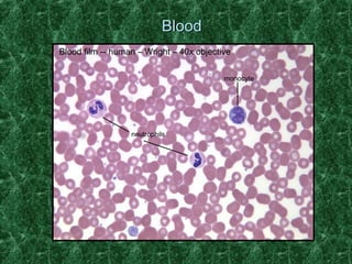 Histology: Blood | PPT