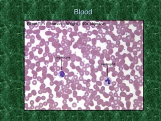 Histology: Blood | PPT