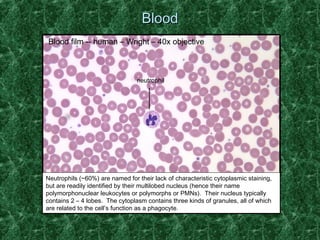 Histology: Blood | PPT