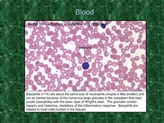 Histology: Blood | PPT