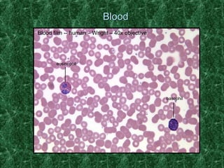 Histology: Blood | PPT