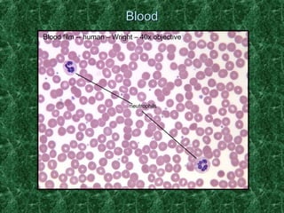 Blood Cells Histology Labeled