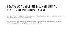 histology of nerve peripheral nerve optic nerve | PPTX