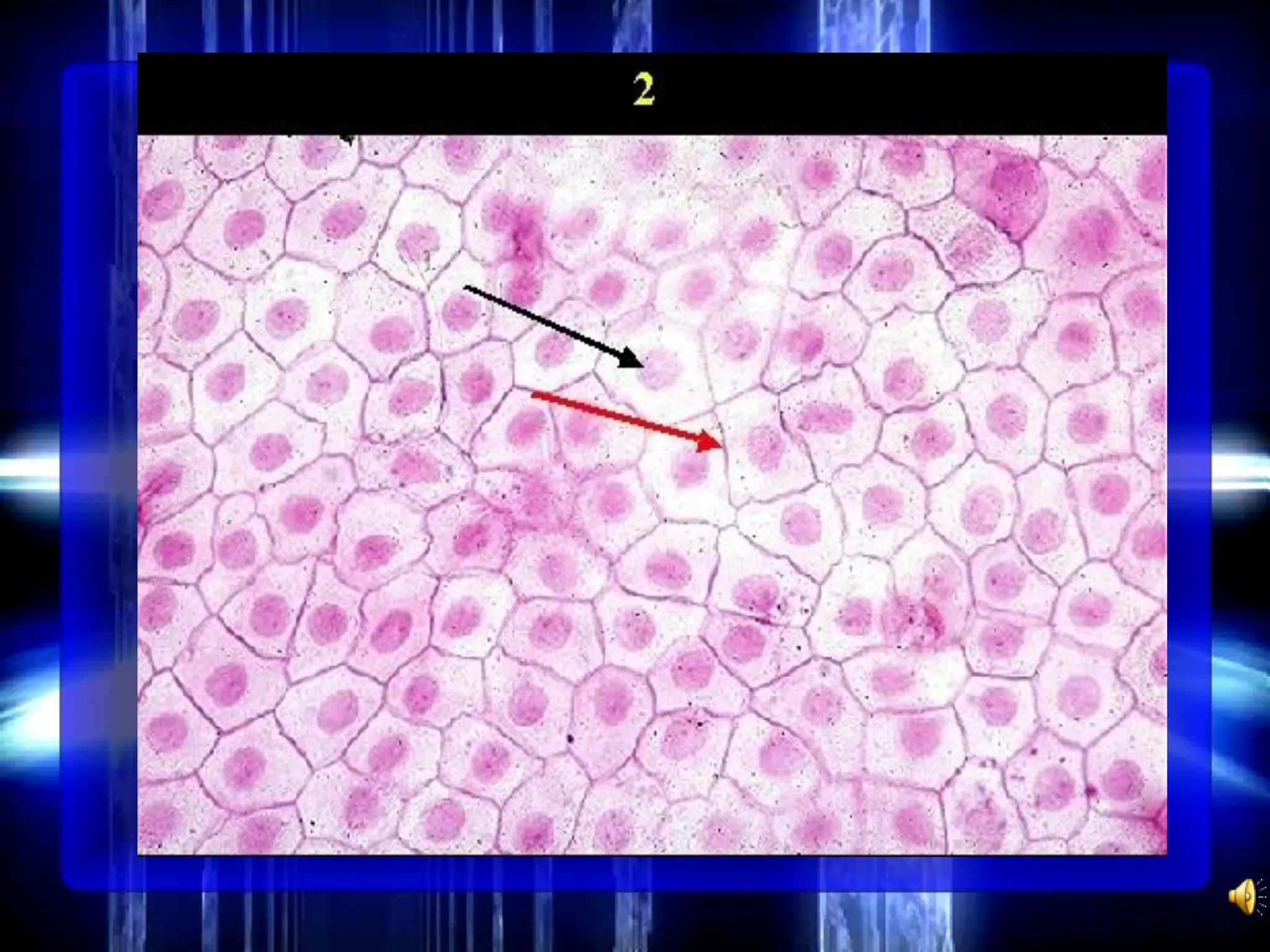 Histology 2.pdf introduction to tissues chapter 2 | PDF