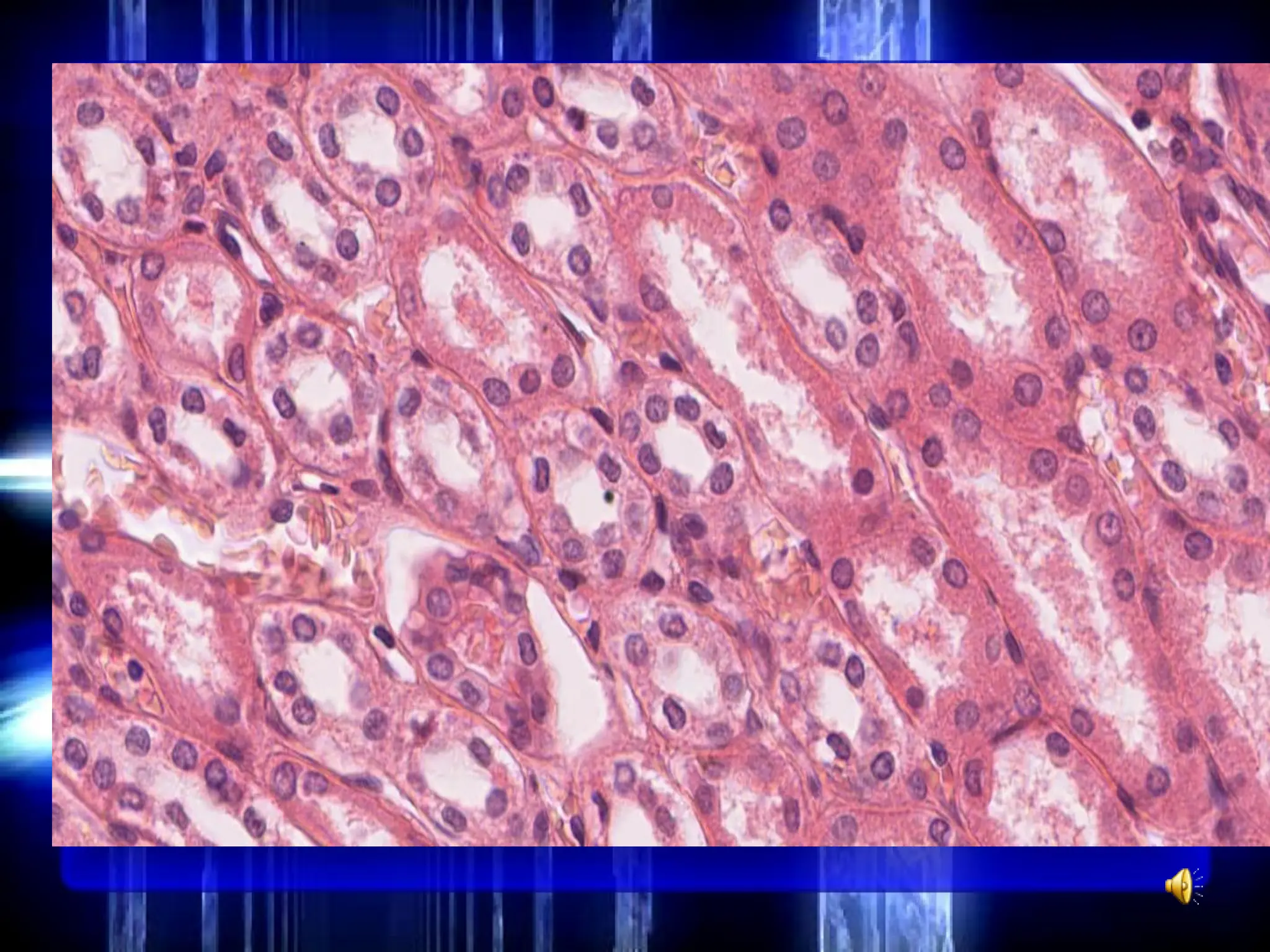 Histology 2.pdf introduction to tissues chapter 2 | PDF