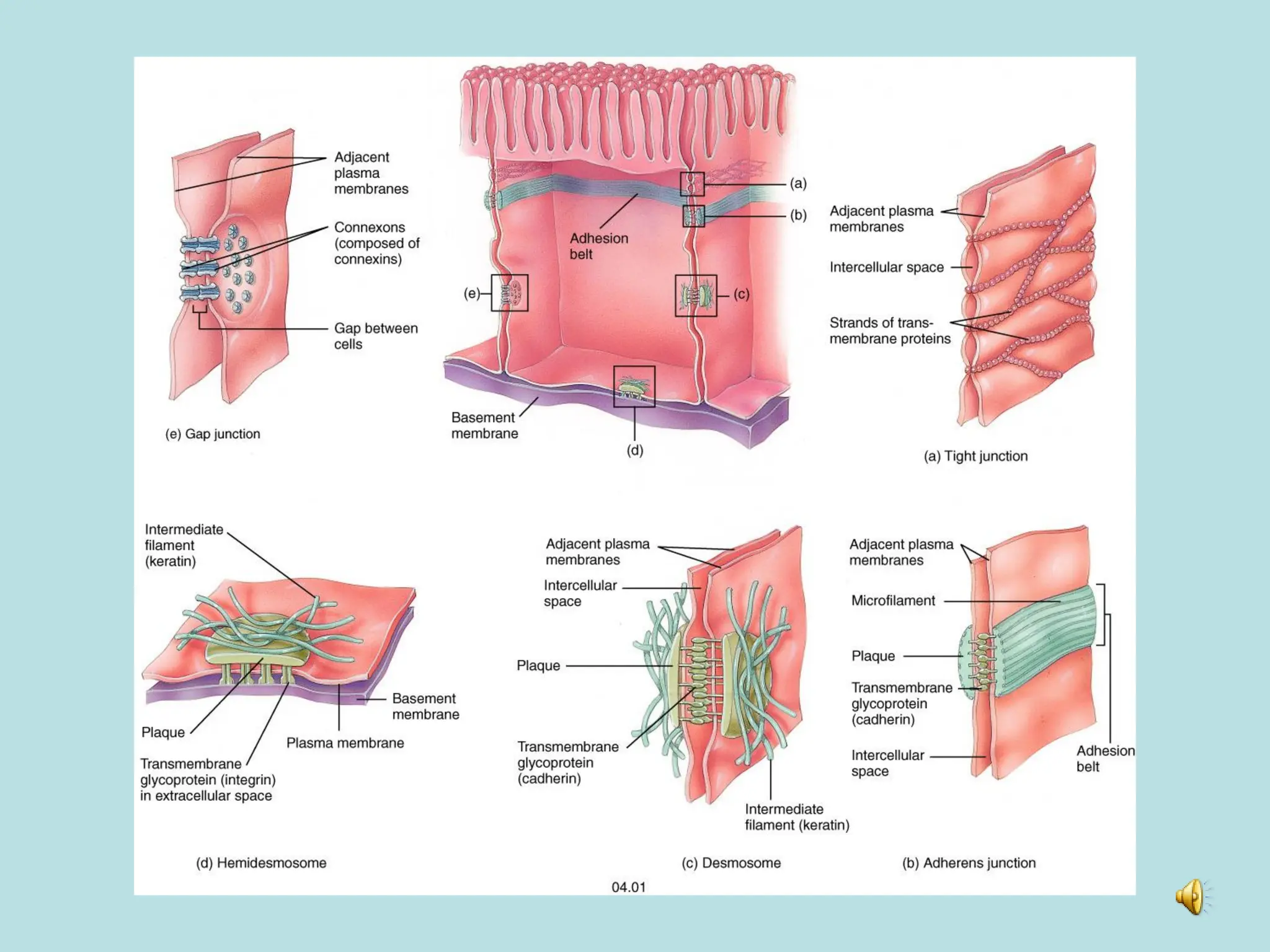 Histology 2.pdf introduction to tissues chapter 2 | PDF