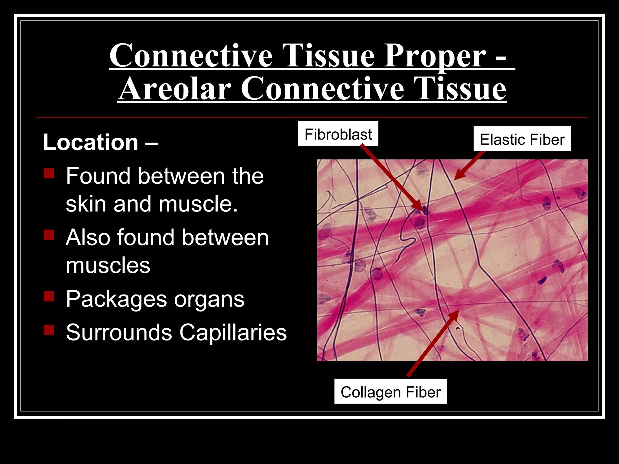 Histology 2 connective_tissue | PPT