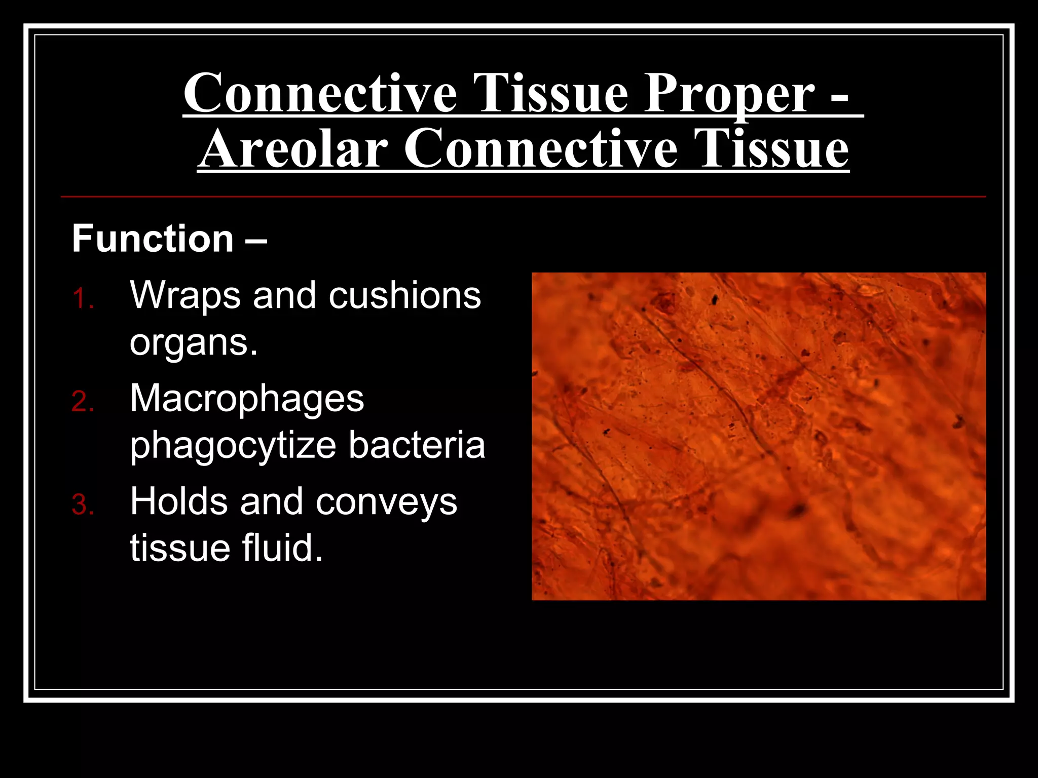 Histology 2 connective_tissue | PPT