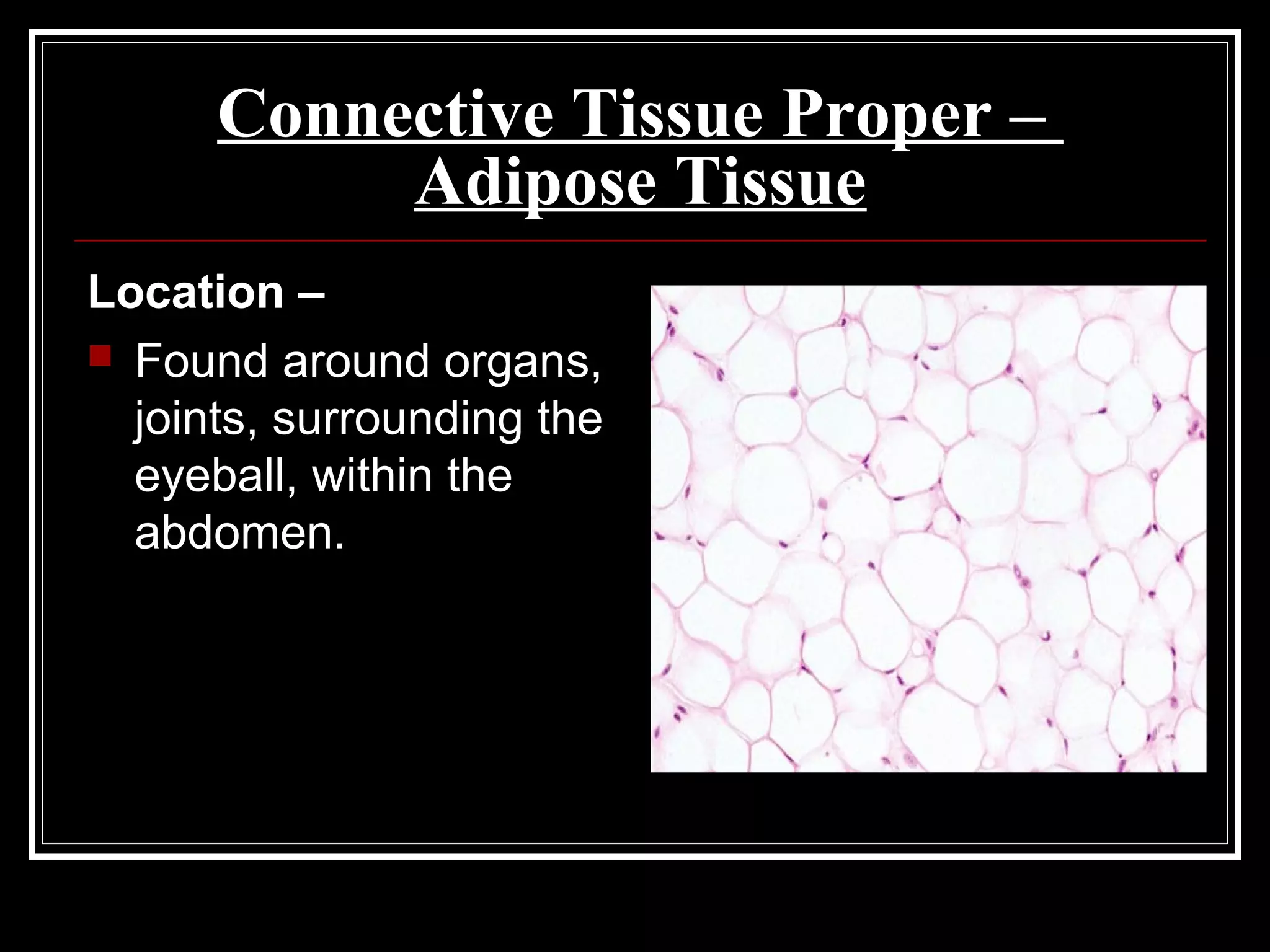 Histology 2 connective_tissue | PPT | Bone and Joint Conditions ...
