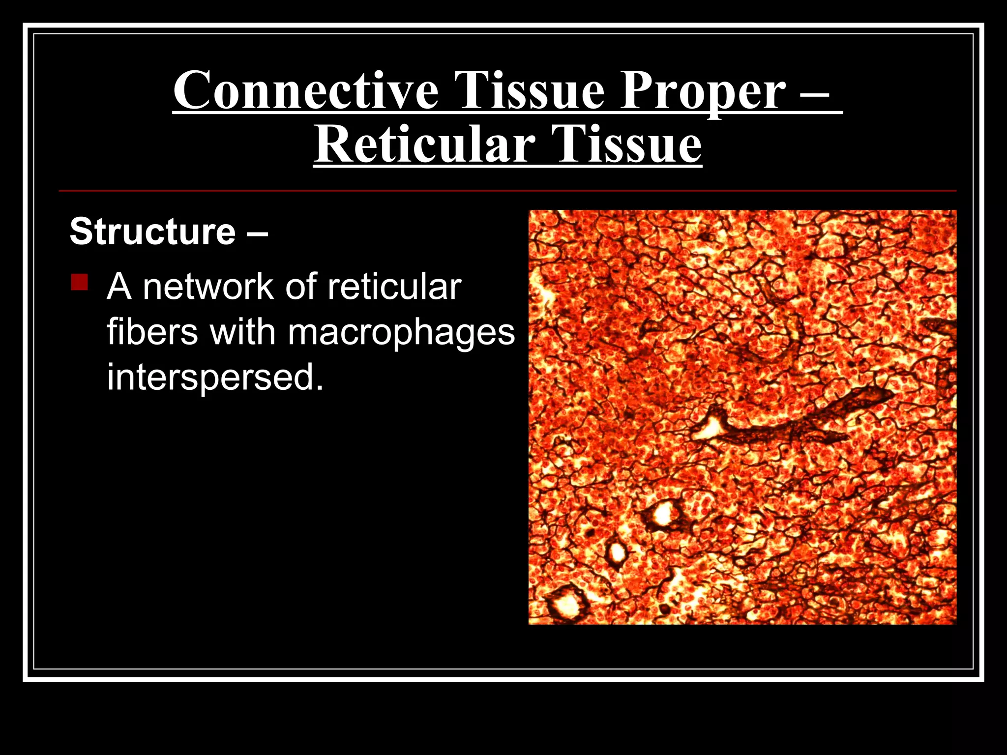 Histology 2 connective_tissue | PPT
