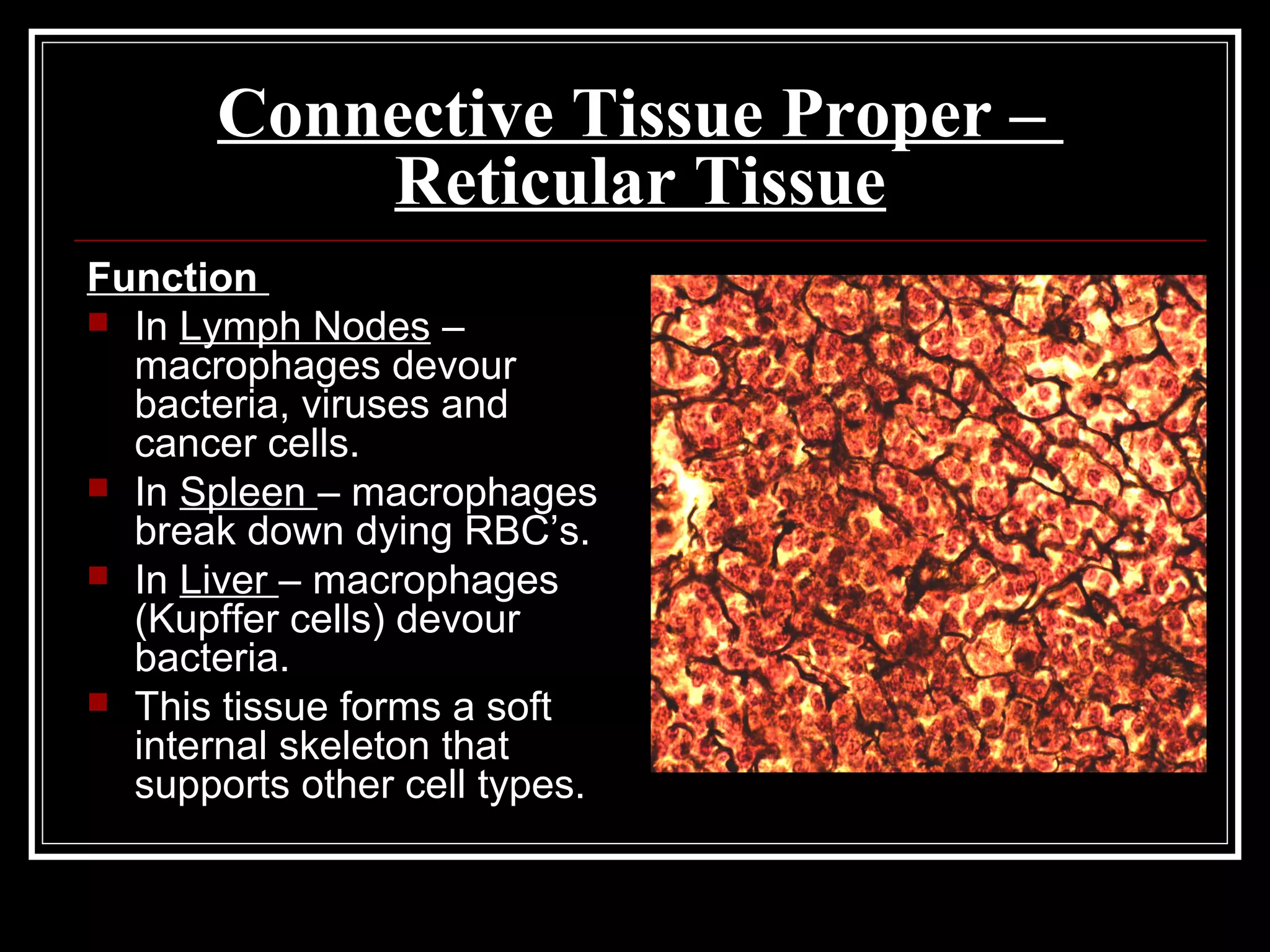 Histology 2 connective_tissue | PPT