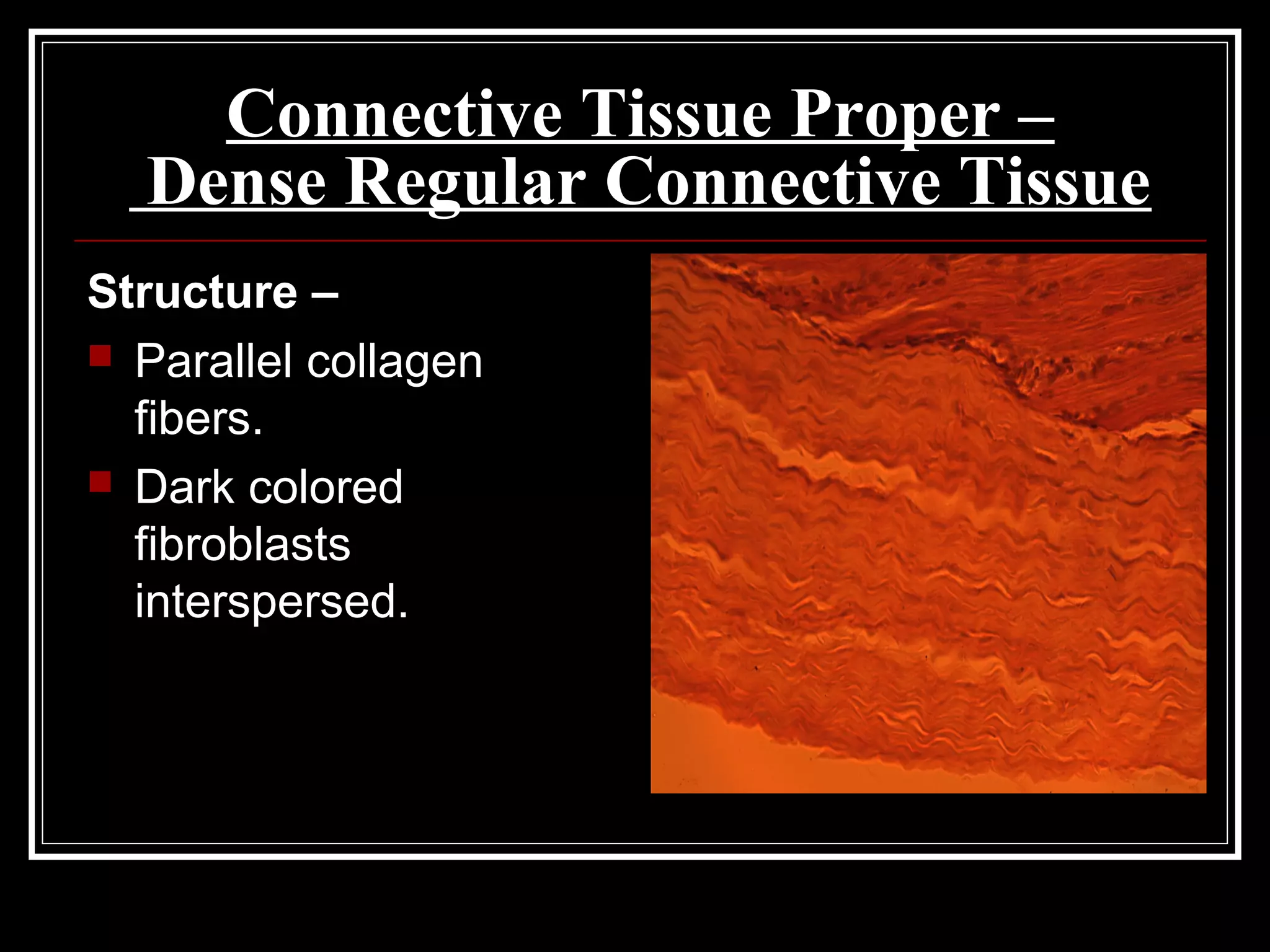Histology 2 connective_tissue | PPT