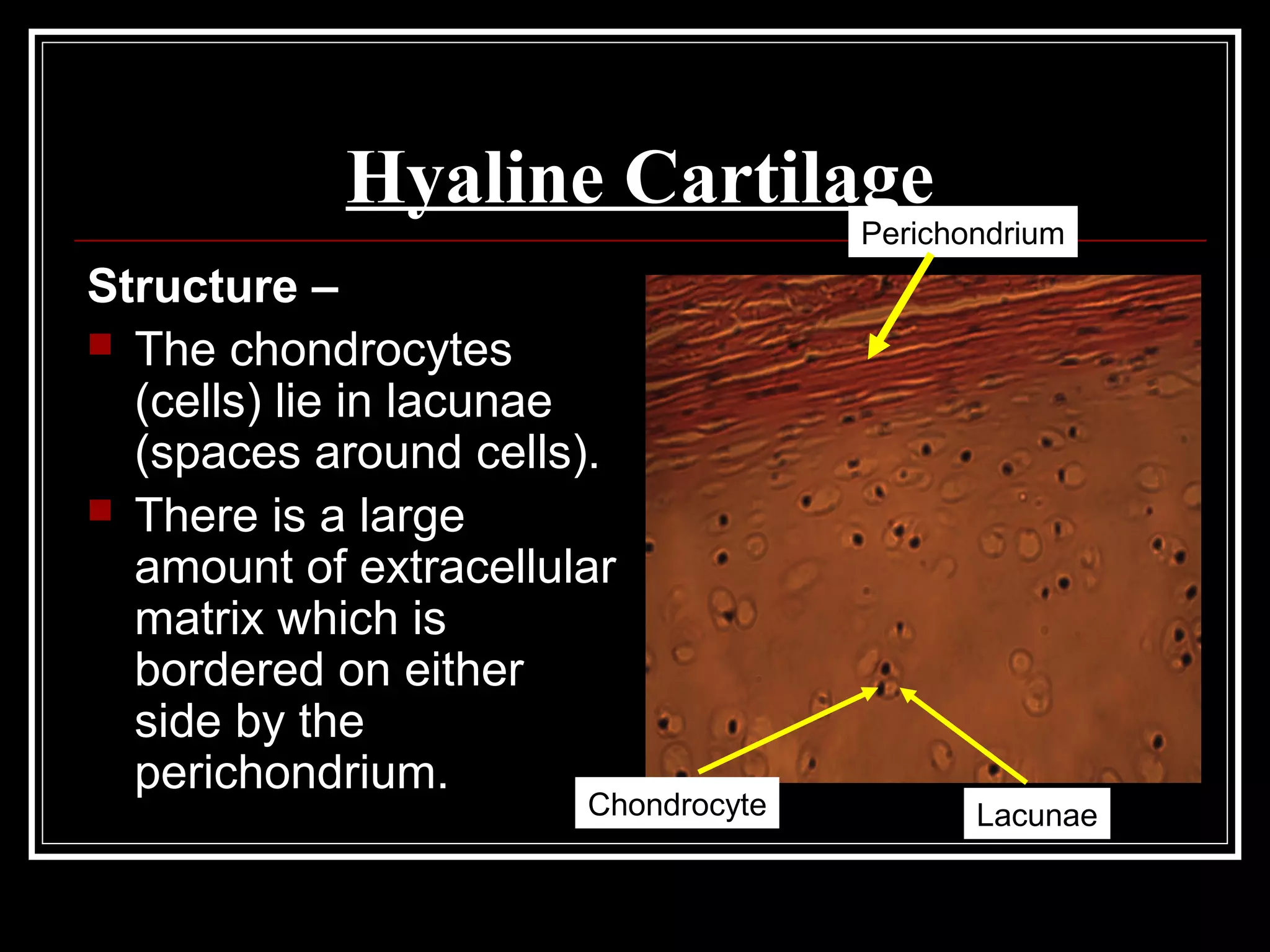 Histology 2 connective_tissue | PPT
