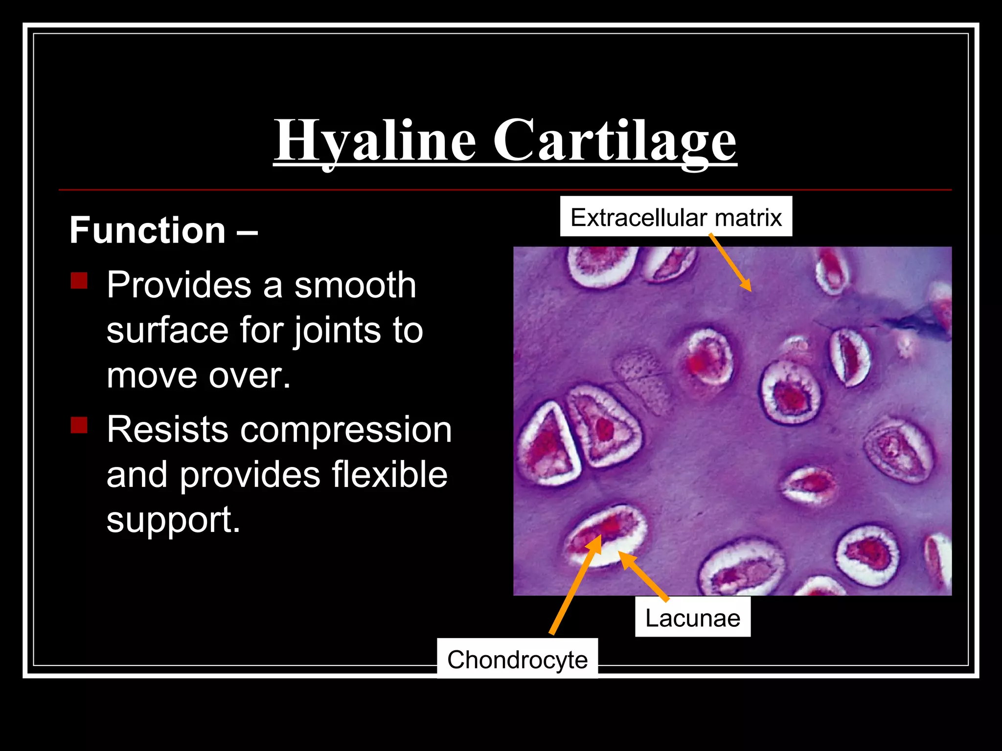 Histology 2 connective_tissue | PPT | Bone and Joint Conditions ...
