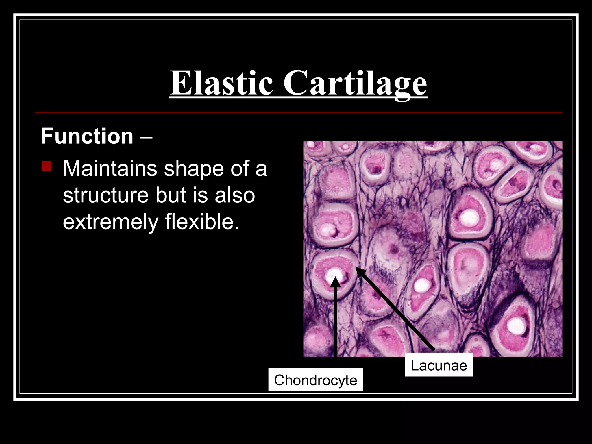 Histology 2 connective_tissue | PPT | Bone and Joint Conditions ...
