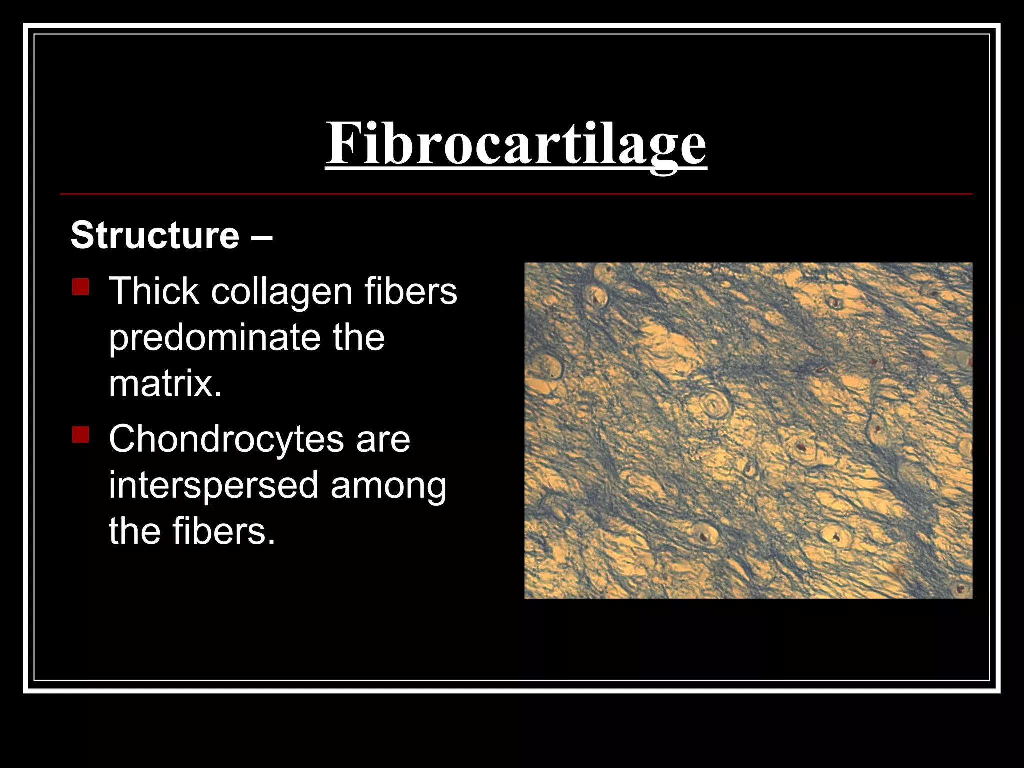 Histology 2 connective_tissue | PPT