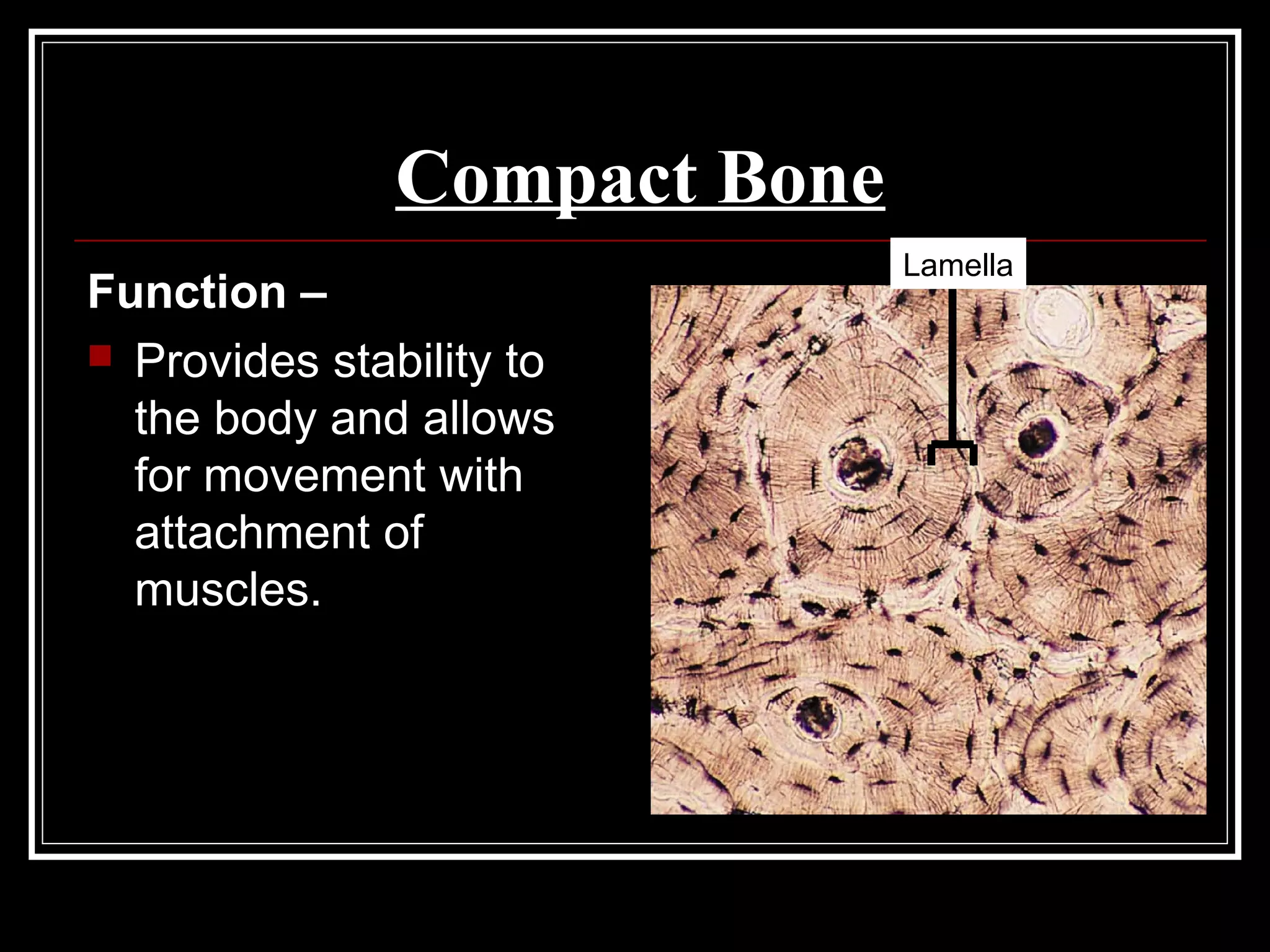 Histology 2 connective_tissue | PPT