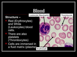 Blood Connective Tissue 400x