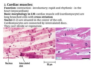 Histology_(8)_Muscular_tissues Physiotherapy.pptx