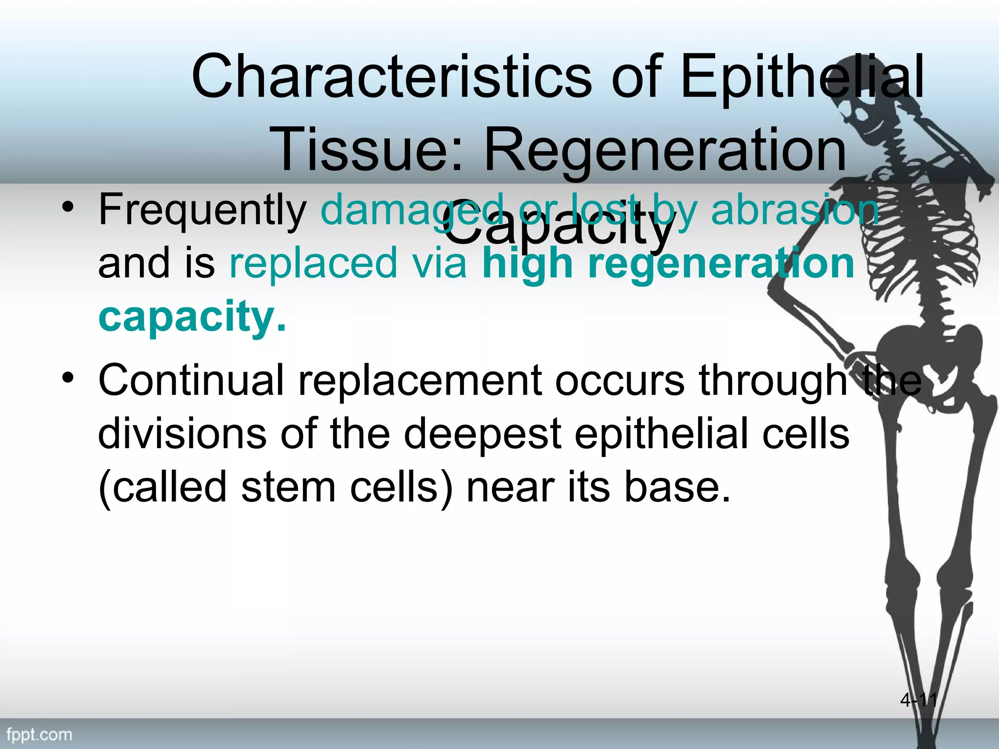 Tissue Level of Organization (Anatomy) | PPT