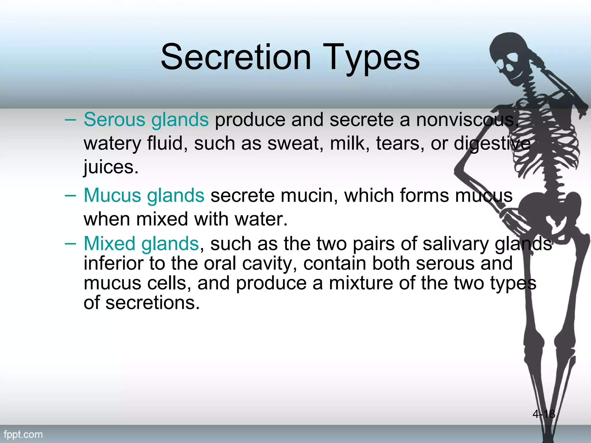Tissue Level of Organization (Anatomy) | PPT