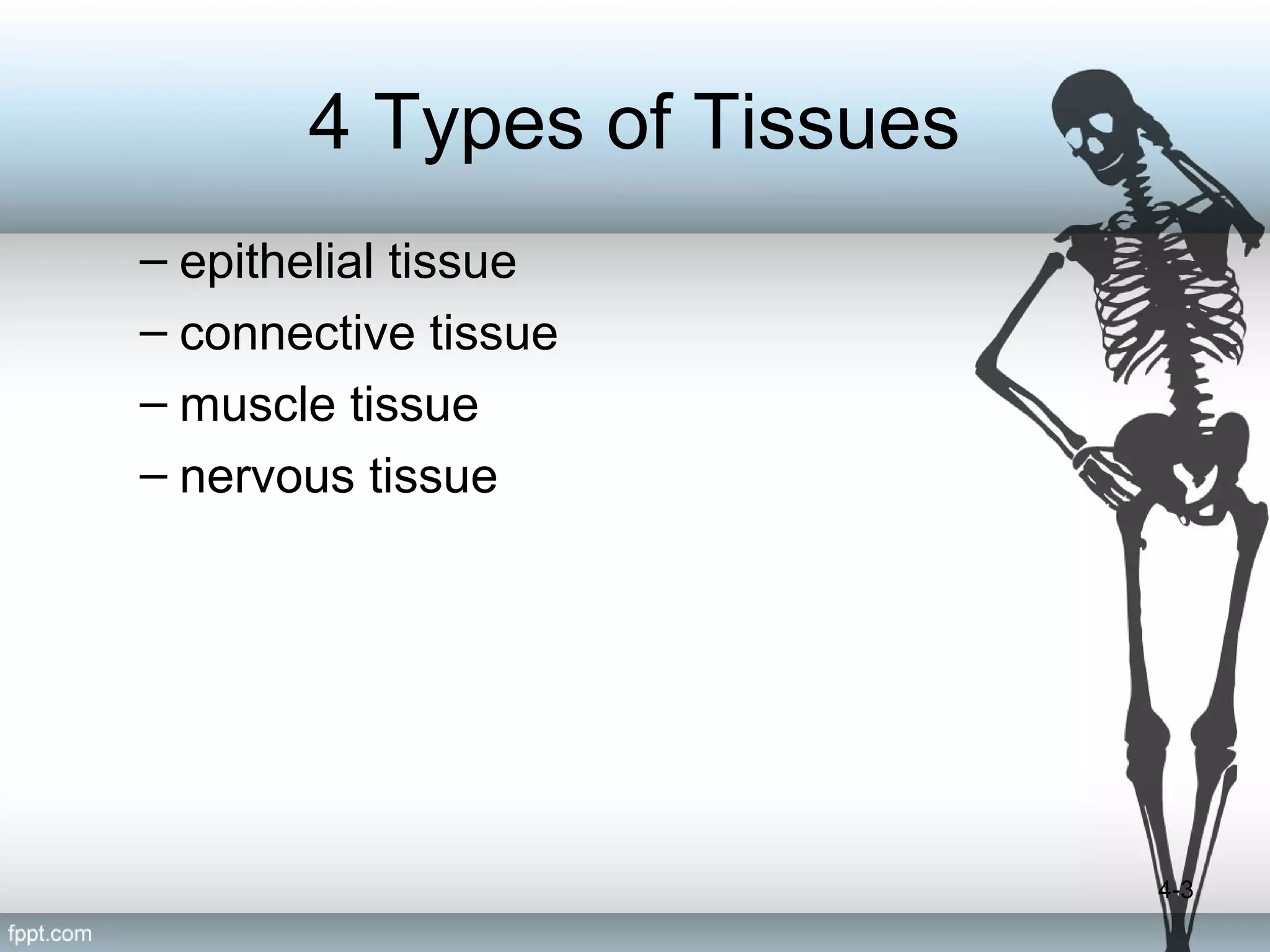 Tissue Level of Organization (Anatomy) | PPT
