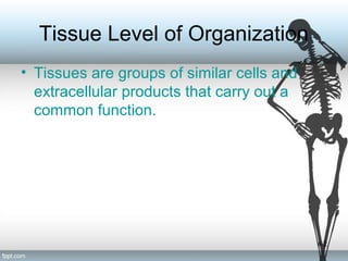Tissue Level of Organization (Anatomy) | PPT