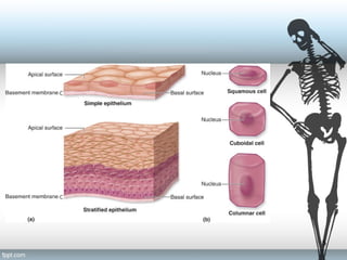Tissue Level of Organization (Anatomy) | PPT