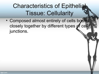 Tissue Level of Organization (Anatomy) | PPT