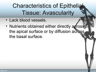 Tissue Level of Organization (Anatomy) | PPT | Endocrine and Metabolic ...