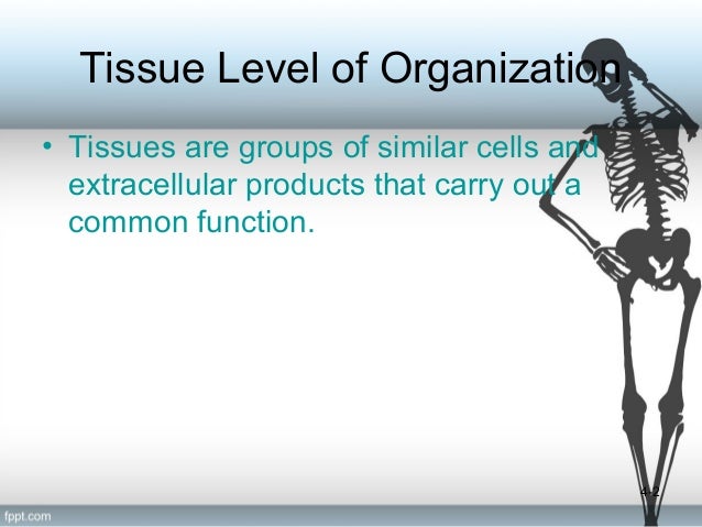 Tissue Level Of Organization Anatomy