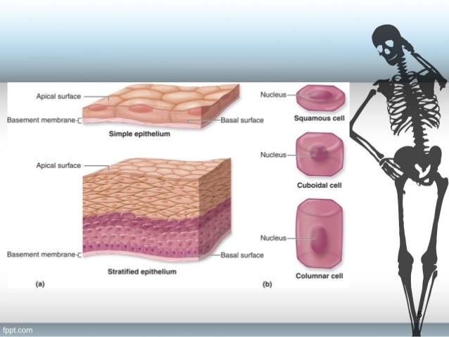 Tissue Level Of Organization Anatomy