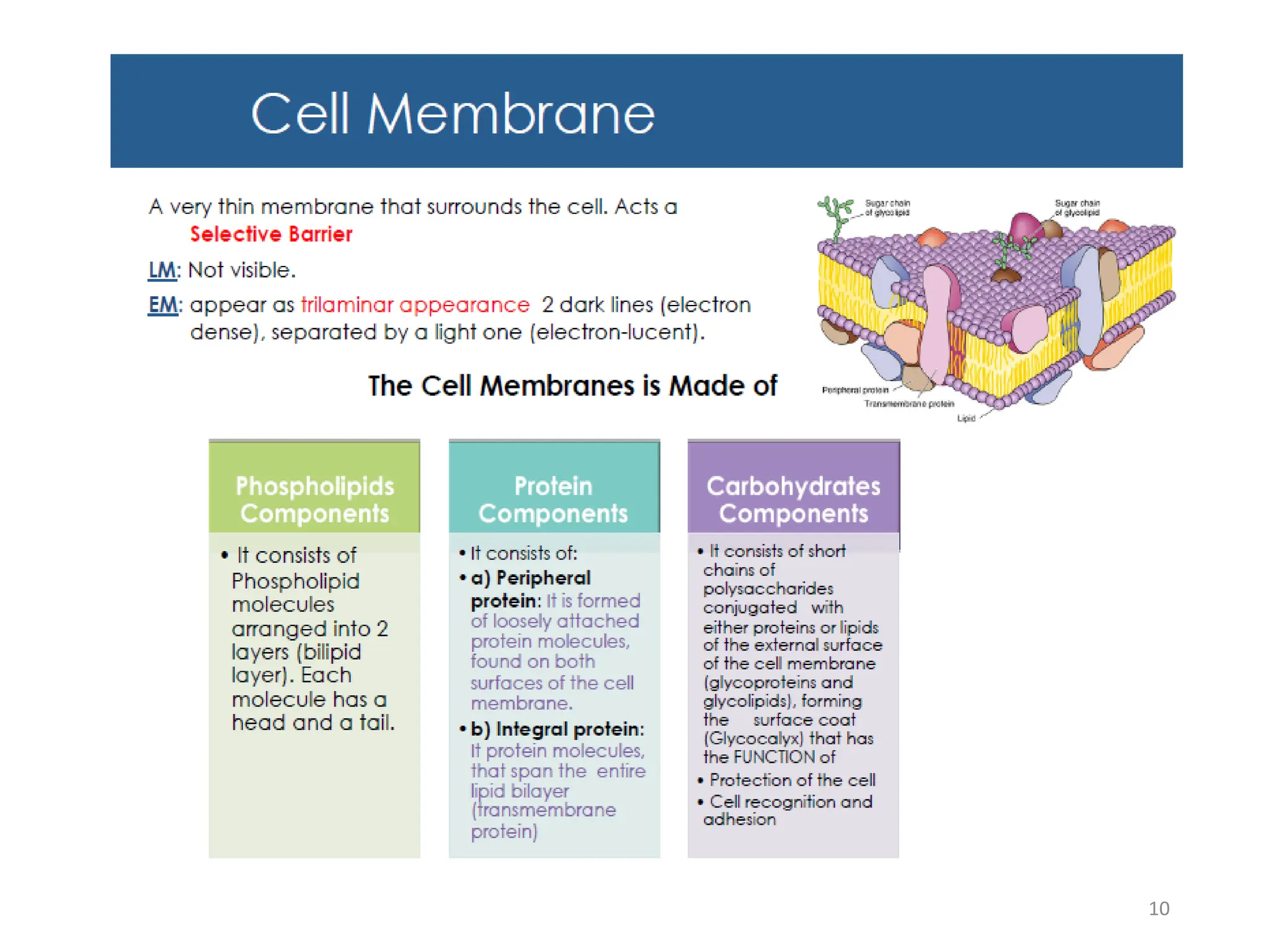 For students Histology and Cell Structure.pdf