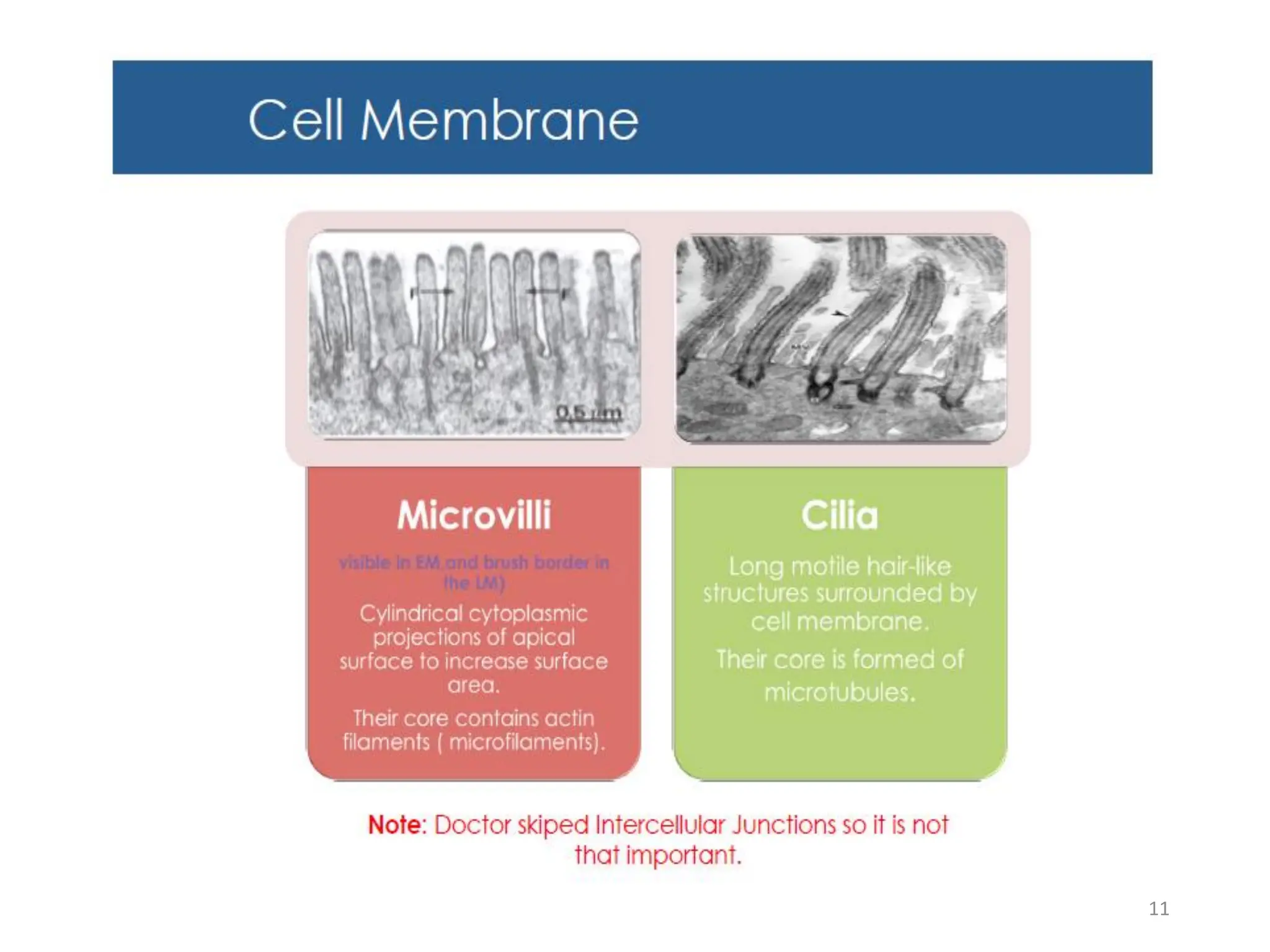 For students Histology and Cell Structure.pdf