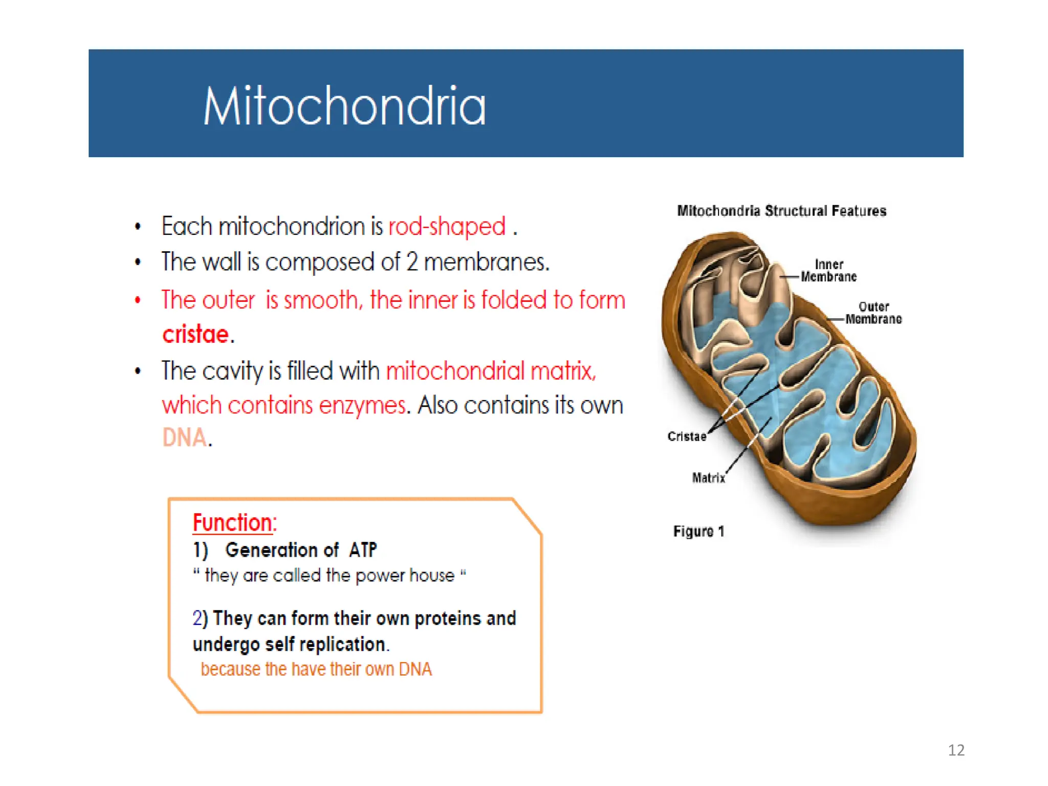 For students Histology and Cell Structure.pdf