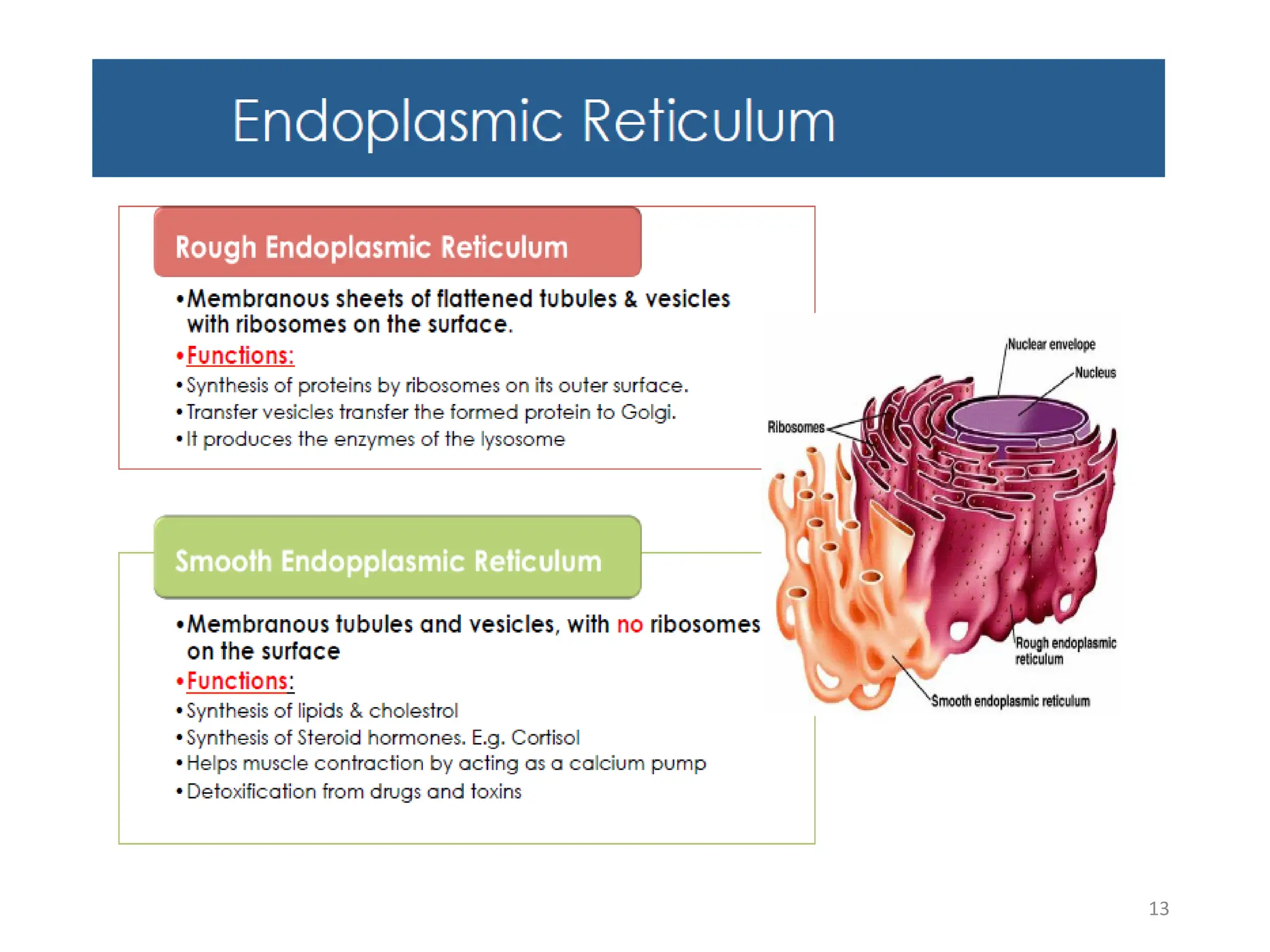 For students Histology and Cell Structure.pdf