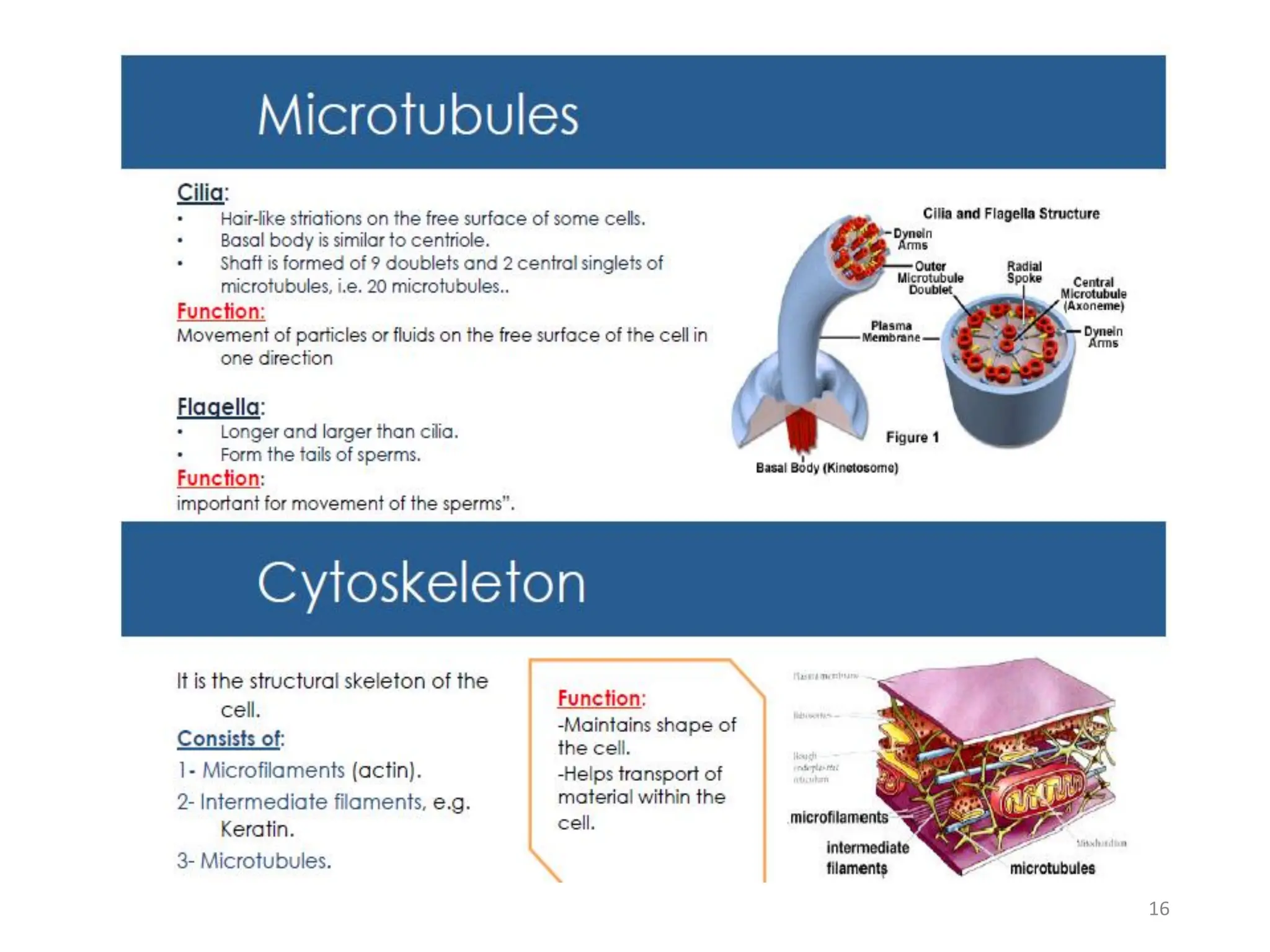 For students Histology and Cell Structure.pdf