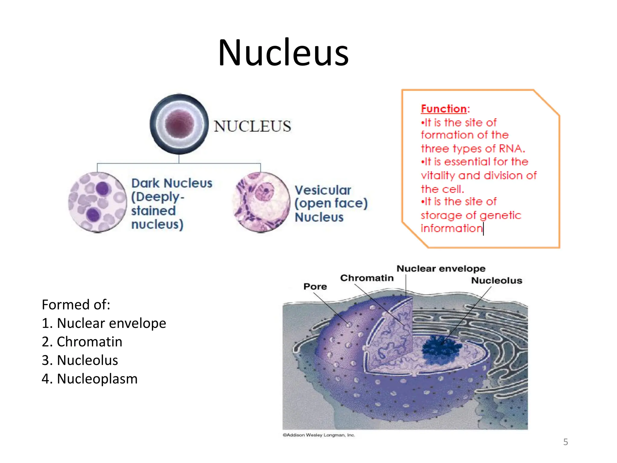 For students Histology and Cell Structure.pdf