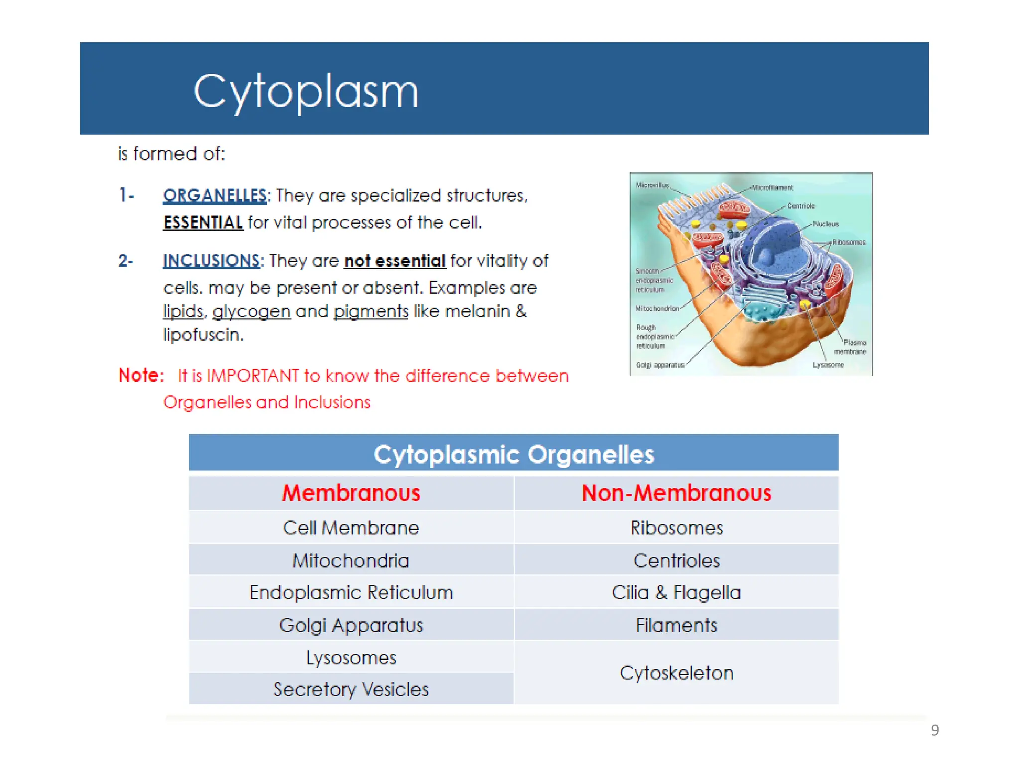 For students Histology and Cell Structure.pdf