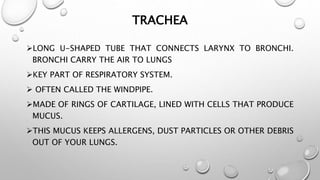 HISTOLOGY AND FUNCTIONING OF TRACHEA AND BRONCHI.pptx