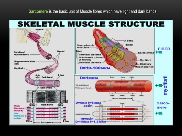 Histology and physiology of muscle.pptx